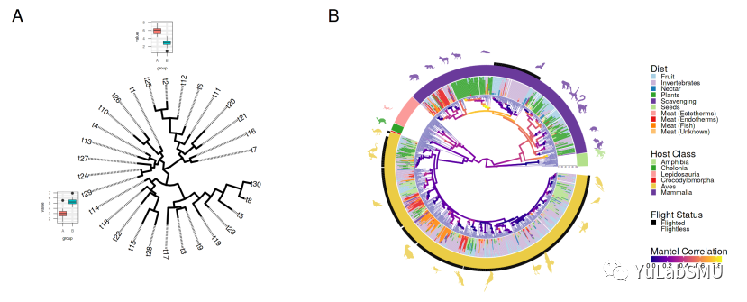 MBE：ggtreeExtra-用图层叠加方法绘制环形进化树-CSDN博客
