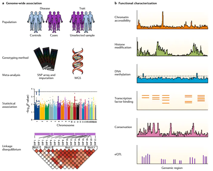 Benefits and limitations of genome-wide association studies GWAS--益处和局限 ...
