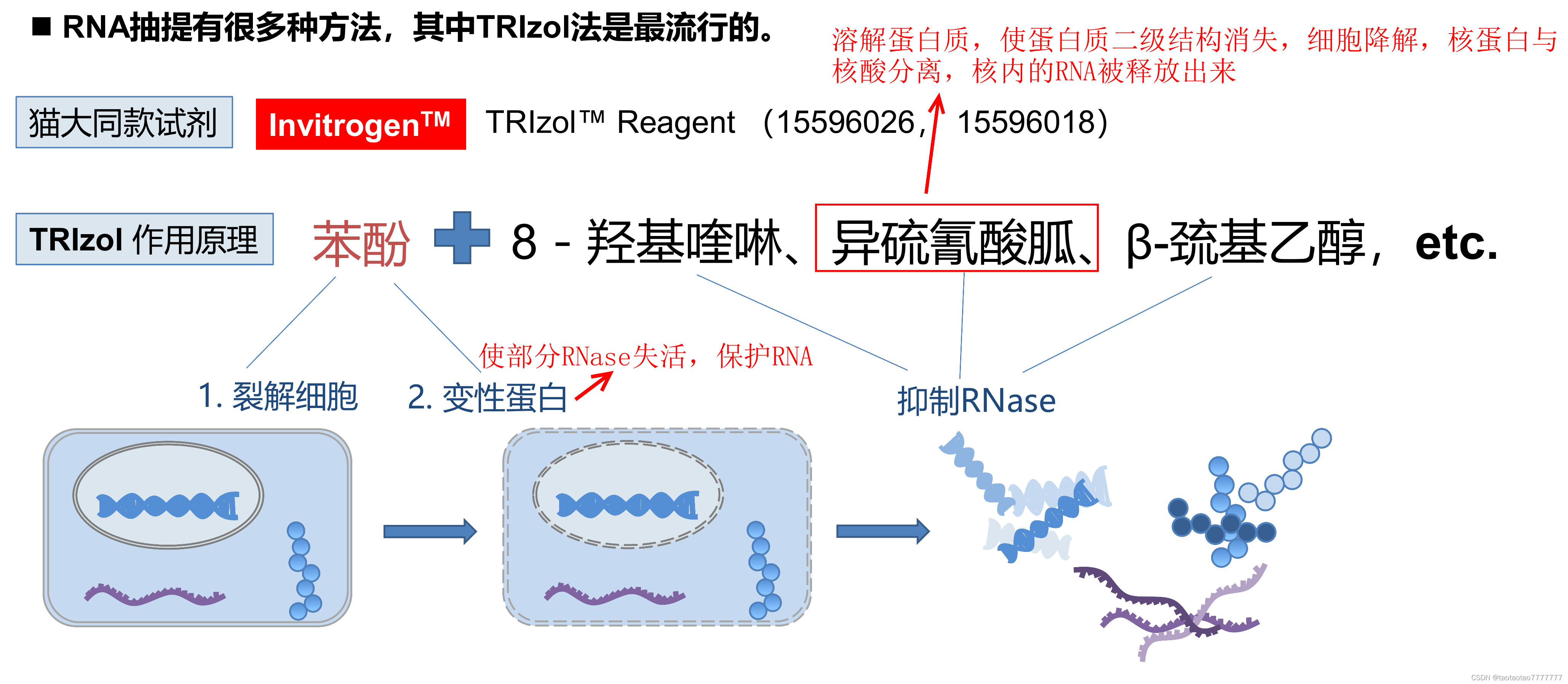 【实验技术笔记】RNA 抽提 + 反转录PCR + PCR引物设计 + RT-qPCR_扩cds全长反转录试剂盒-CSDN博客