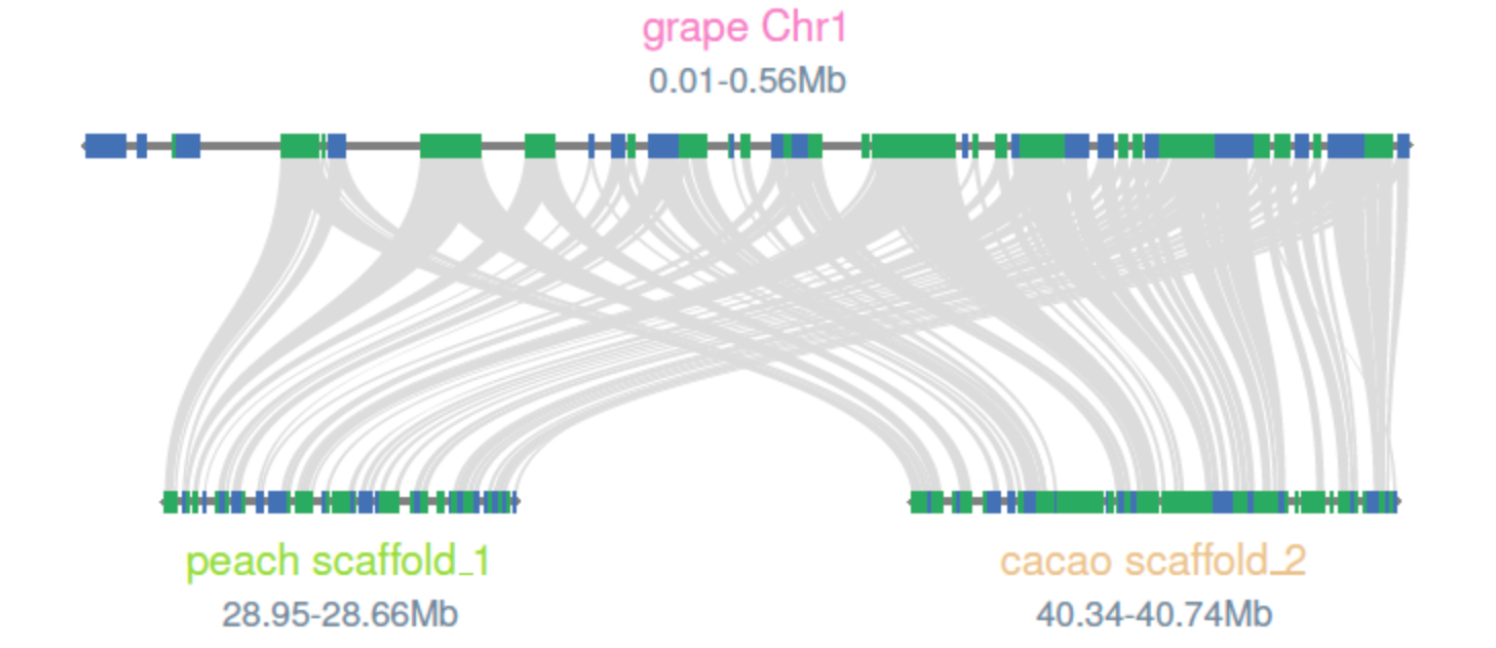 使用jcvi绘制微共线性(Microsynteny)-CSDN博客