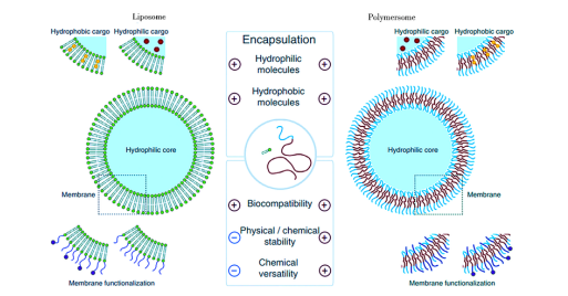 DSPC，二硬脂酰基磷脂酰胆碱（CAS：816-94-4）是如何在LNPs中大放异彩的？-CSDN博客