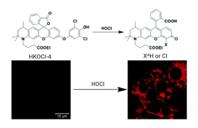 干货分享 | 活性氧 ROS 检测攻略大全！| MedChemExpress (MCE)_污泥中ros测定-CSDN博客