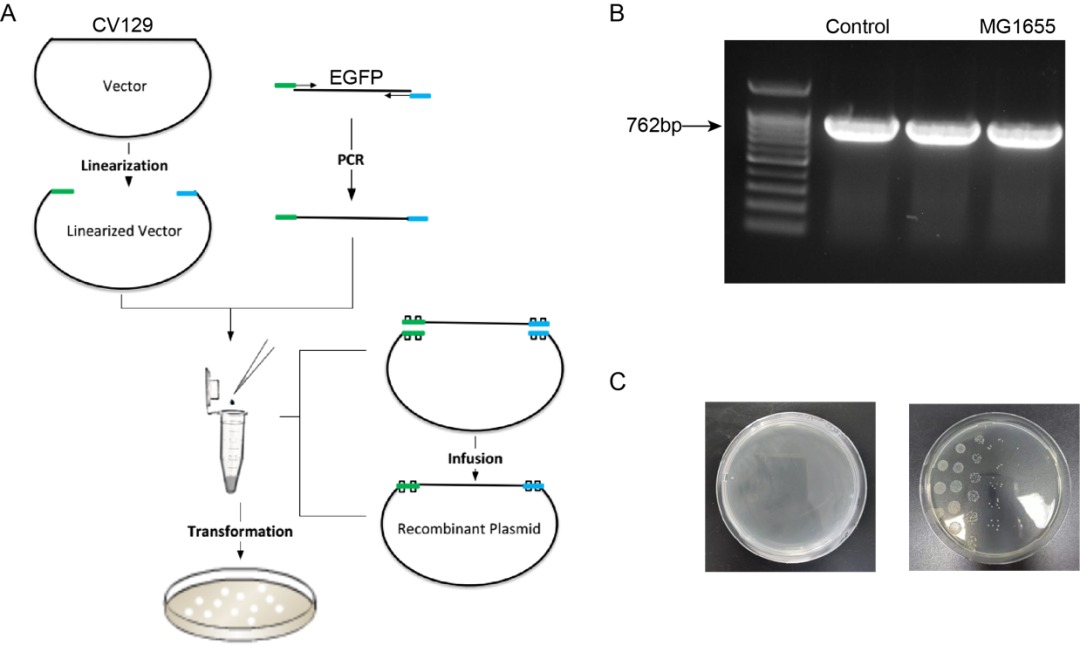 MPB：EGFP荧光标记大肠杆菌的构建-CSDN博客