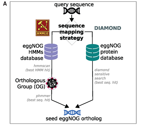 应该是最好的eggnog-mapper功能注释教程-CSDN博客