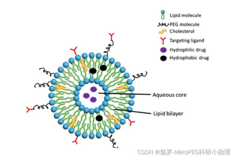 阳离子脂质体转染 非病毒载体 DOTAP Cl Cationic Liposome-CSDN博客
