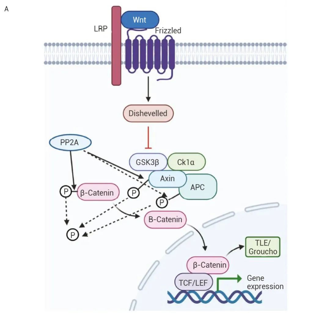 Wnt/β-catenin通路的激活途径在肿瘤研究的应用 - MedChemExpress_emt激活-CSDN博客