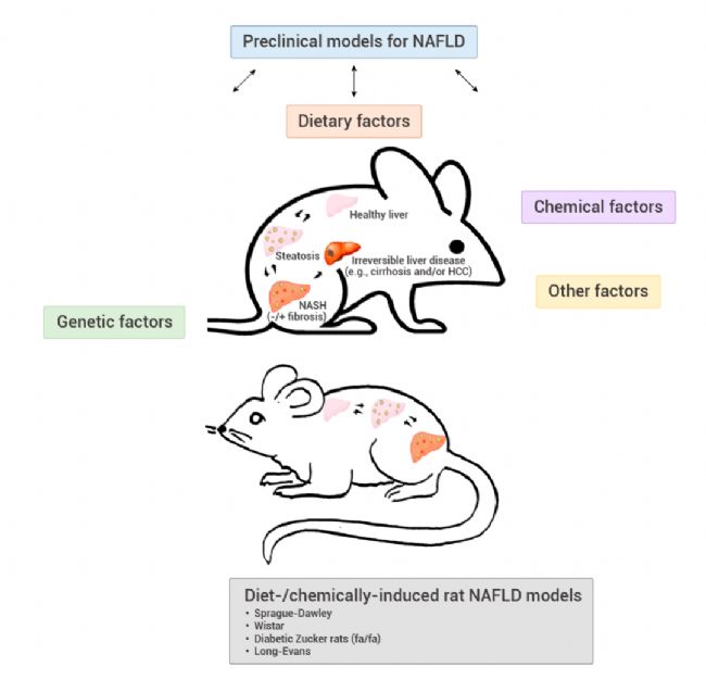 动物造模 01: 常见肝脏疾病的造模方法 - MedChemExpress_肝硬化小鼠造模-CSDN博客