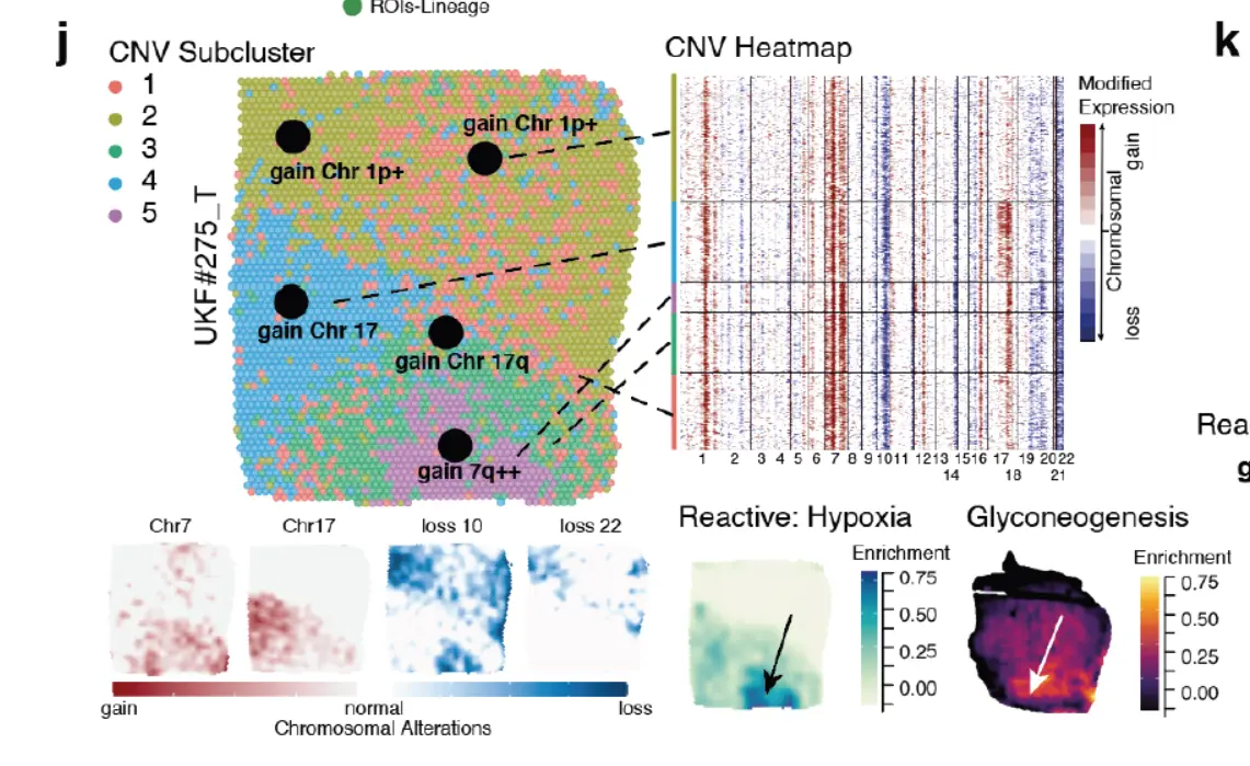 10X空间转录组CNV和速率分析的空间图谱_空间转录组速率分析-CSDN博客