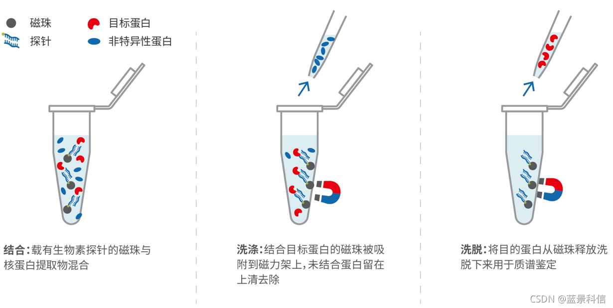 筛选鉴定与已经基因启动子相互作用的DNA结合蛋白-DNA Pull Down实验原理，技术流程_dnapulldown探针一般多长-CSDN博客