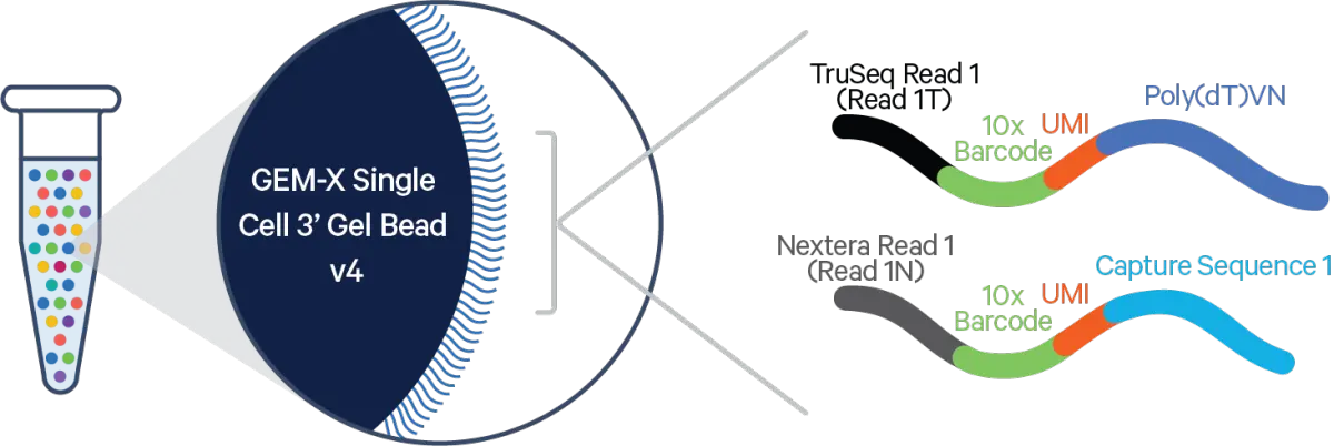 The neXt generation of single cell RNA-seq（GEM-X）_chromium next gem cell-CSDN博客