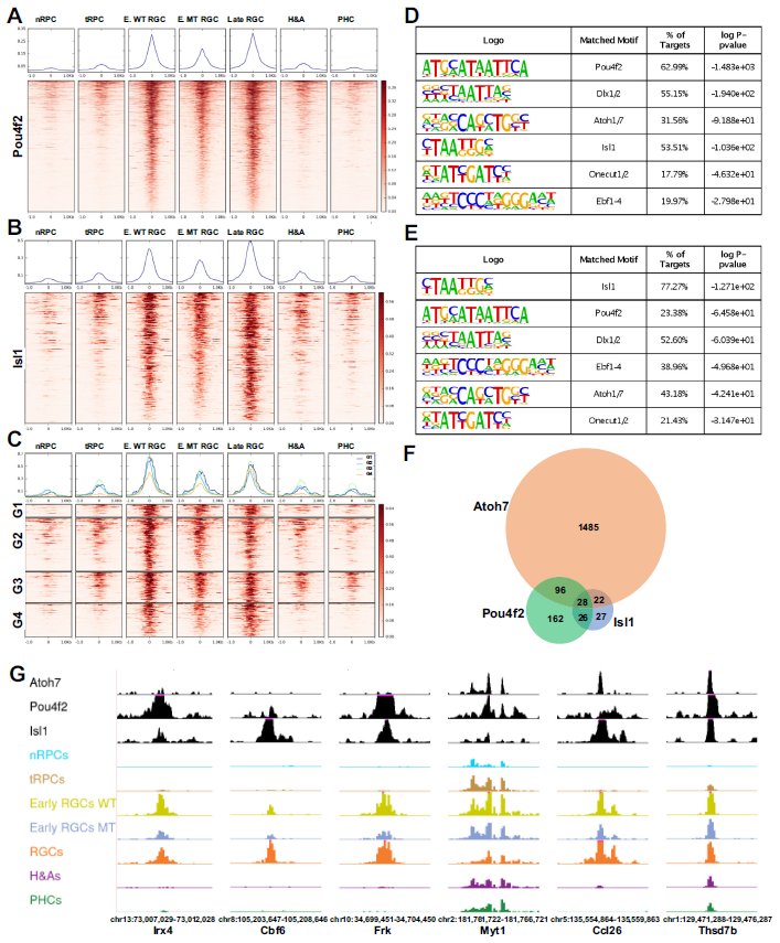 Nucleic Acids Research | scATAC-seq+CUT&Tag探究关键转录因子对视网膜细胞分化的调控作用_基于cut ...