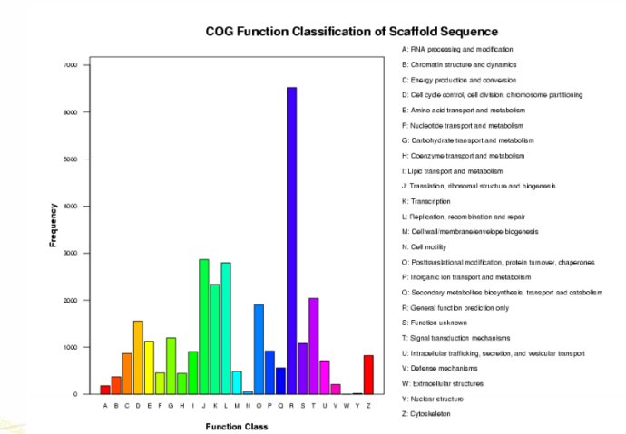 COG注释详解：从数据库到功能分类-CSDN博客