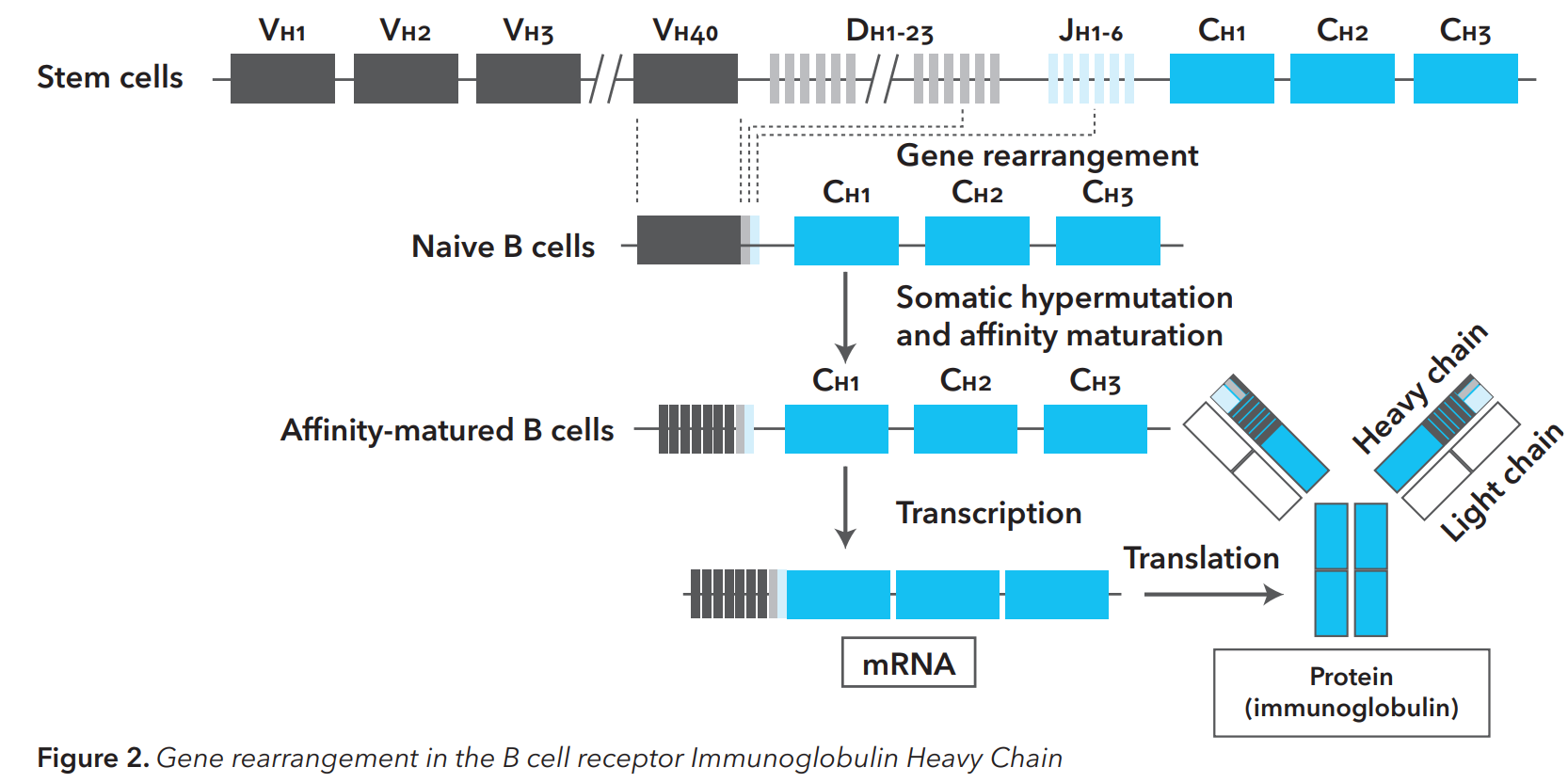 CNS文章代码学习（二）Immunity 三级淋巴结构 文章学习_mutation counts-CSDN博客