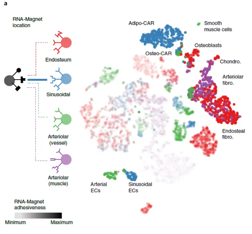 细胞通讯软件RNAMagnet_rna-magnet-CSDN博客