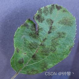 分类任务使用Pytorch实现Grad-CAM绘制热力图_pytorch 热力图-CSDN博客