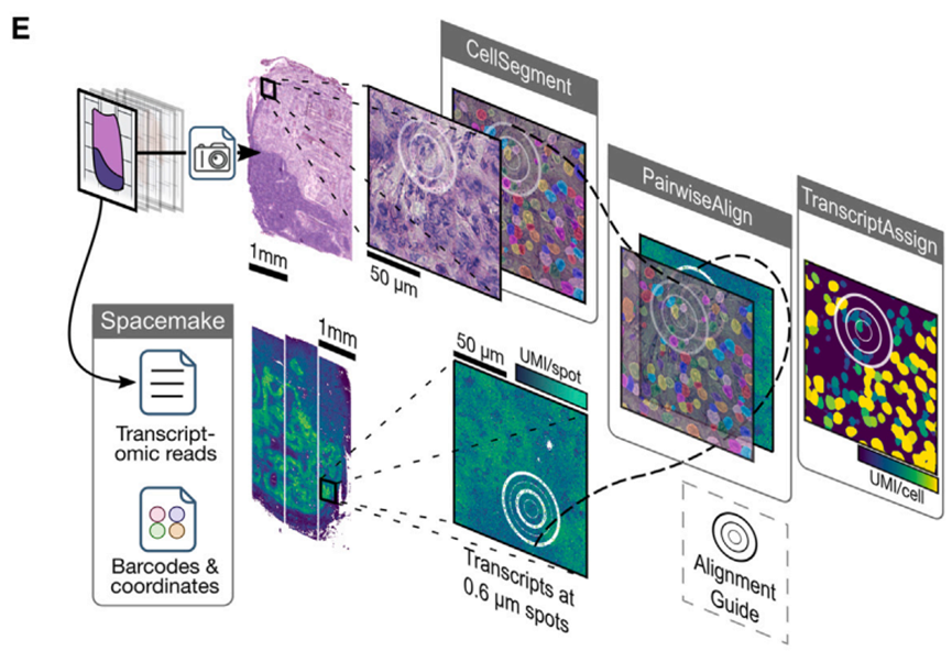 Cell | Open-ST 高分辨率3D空间转录组学技术绘制亚细胞精度的组织图谱_stero-seq 亚细胞 图谱-CSDN博客