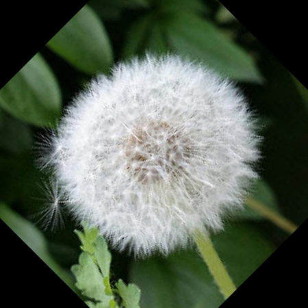 花卉识别-python-pytorch-CNN深度学习含数据集+pyqt界面_基于cnn的花卉识别源码下载-CSDN博客