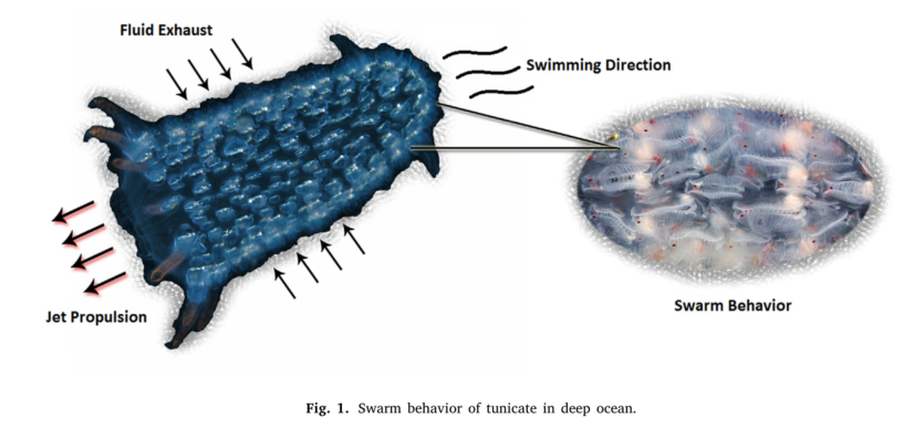 【智能优化算法】囊状虫群算法（Tunicate Swarm Algorithm，TSA)-CSDN博客