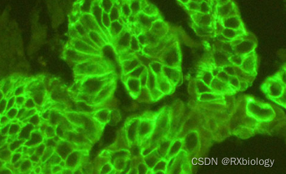 绿色染料DyLight 488 Streptavidin，常用于细胞成像、免疫组化、流式细胞术_荧光488-CSDN博客