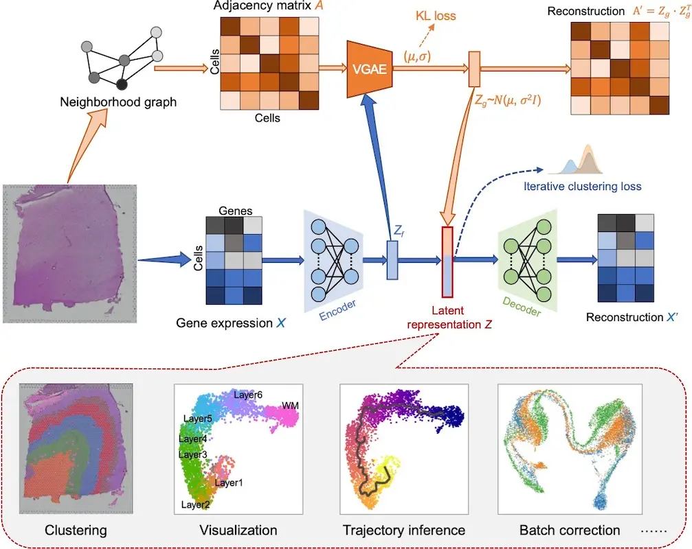 10X空间转录组分析之转录组信息 & 空间位置的联合分析（SEDR）_sedr代码-CSDN博客