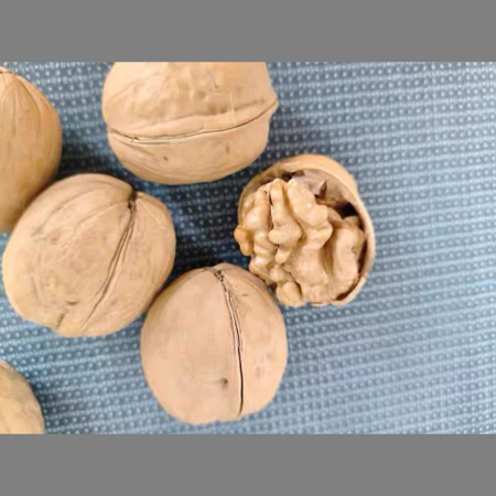 基于python-pytorch训练CNN模型对核桃的品质识别-含数据集+pyqt界面_核桃数据集-CSDN博客