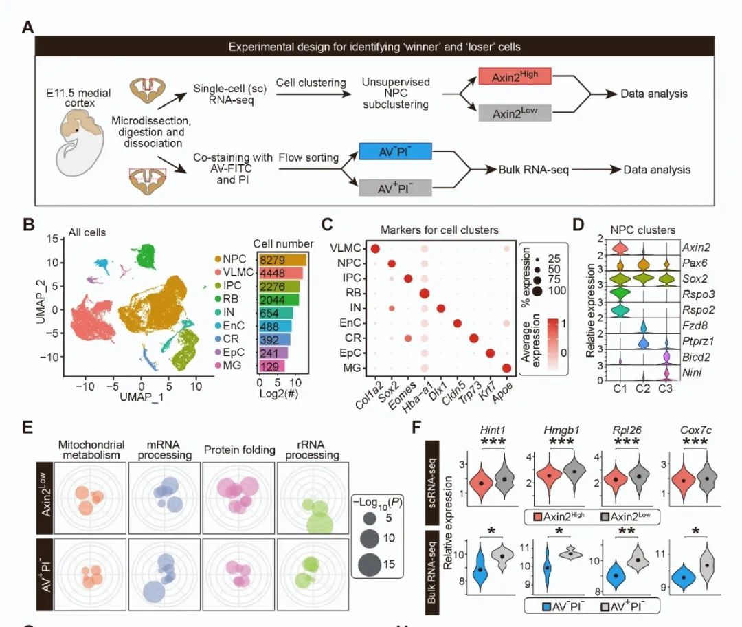 C4单细胞|大脑发育也靠“内卷”？DNBelab C4平台神经科学领域又一力作！_axin2-CSDN博客