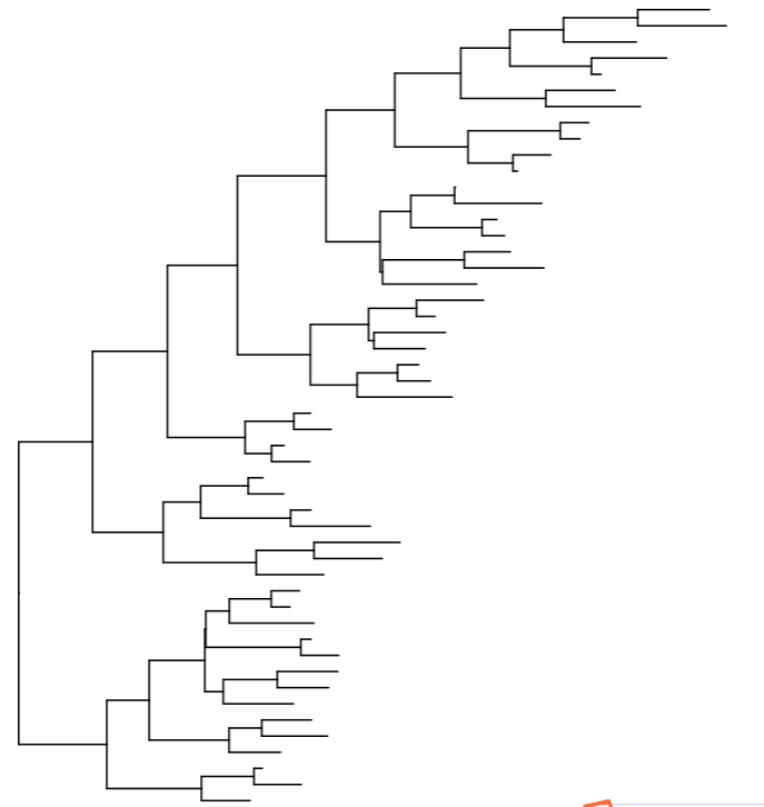 【R语言】R包-探索ggtree进化树美化_r美化进化树-CSDN博客