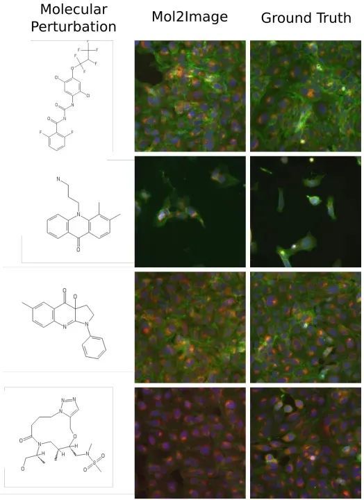 Mol2Image: Improved Conditional Flow Models for Molecule to Image Synthesis-CSDN博客