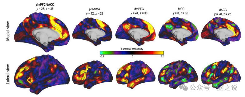 Brain综述|关于背内侧前额叶/背前扣带皮层的争论:对未来研究的见解-CSDN博客
