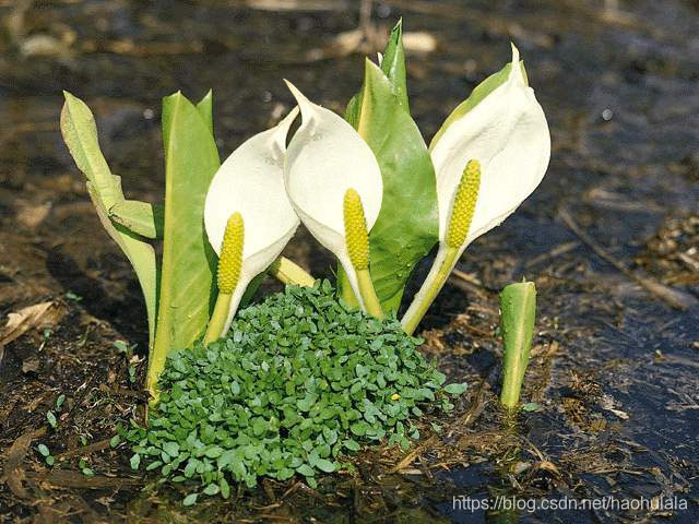 使用pytorch计算图像的Affinity Matrix-CSDN博客