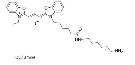 Cyanine2-amine，Cy2-NH2，Cyanine2伯胺，Cy2是一种发射绿色荧光的染料，光学性质与罗丹明绿、FITC、AF488类似-CSDN博客