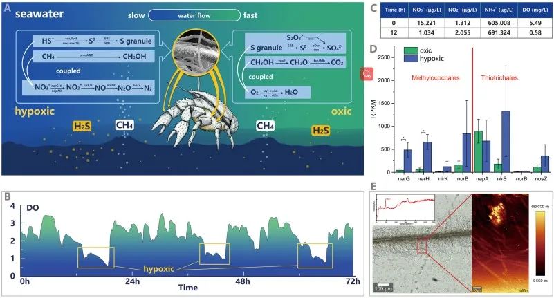 mSystems | 海洋所在深海冷泉柯氏潜铠虾共生菌的代谢互作研究上取得新进展-CSDN博客