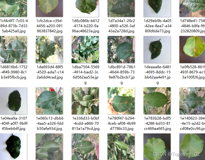 基于mobilenetv1 V3全系列不同参数量级模型开发构建果树图像病虫害识别分析系统，实验量化对比不同模型性能不同模型版本对病害识别的效果 Csdn博客