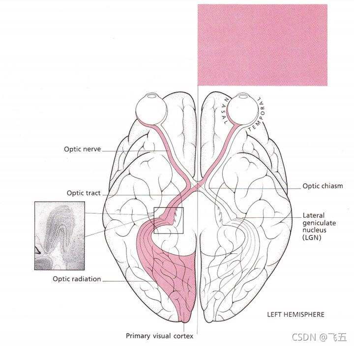 【学习笔记】Visual Cortex of Human‘s Brain_complex cell感受野-CSDN博客