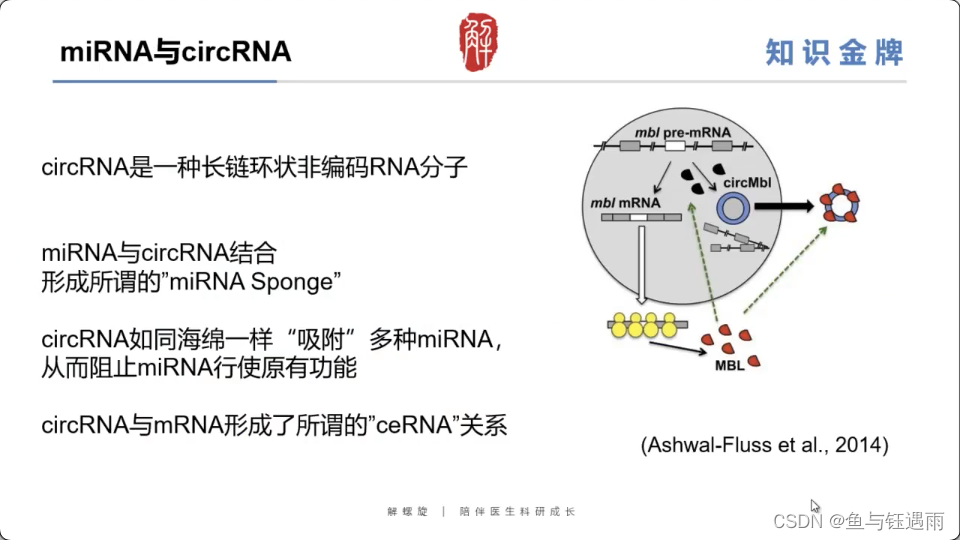 【基因组学】非编码RNA基础-microRNA_mirna序列生物素标记在3端还是5端-CSDN博客