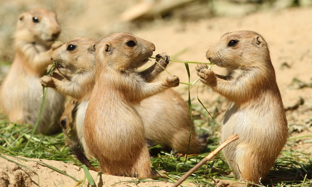 【智能优化算法】土拨鼠优化算法（Prairie Dog Optimization Algorithm，PDO）-CSDN博客