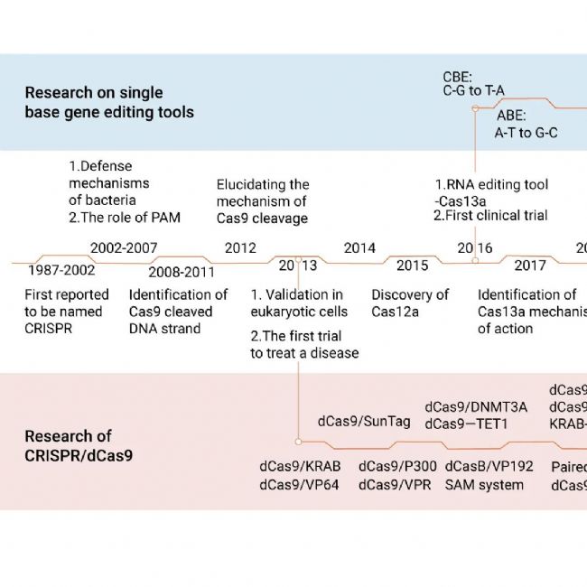 CRISPR Cas 基因编辑技术及其应用 | MedChemExpress（MCE）_crispr cas9 敲除hsp90-CSDN博客