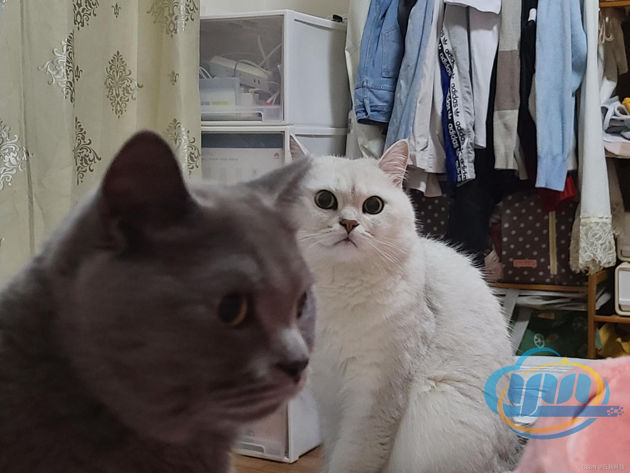 Java使用Thumbnailator实现图片压缩，图片加水印，图片缩放，图片旋转_java压缩图片thumbnails-CSDN博客