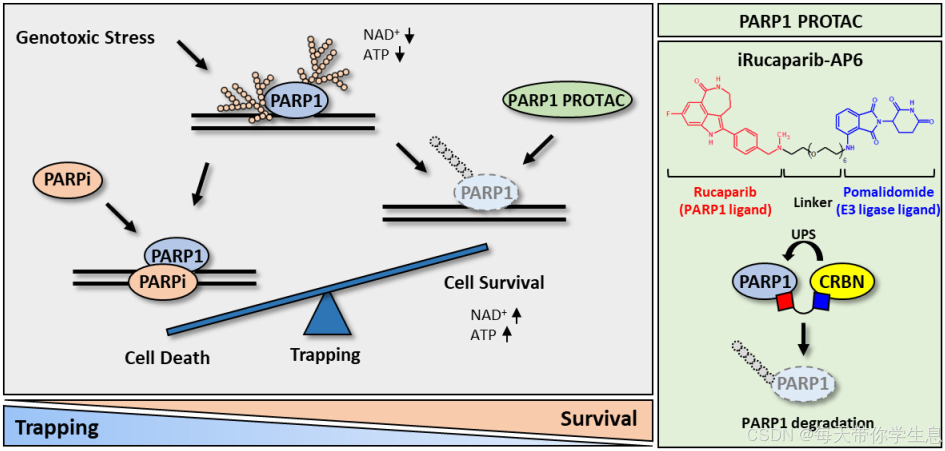 PARP1：一种在DNA损伤应答中发挥关键作用的聚合酶-CSDN博客