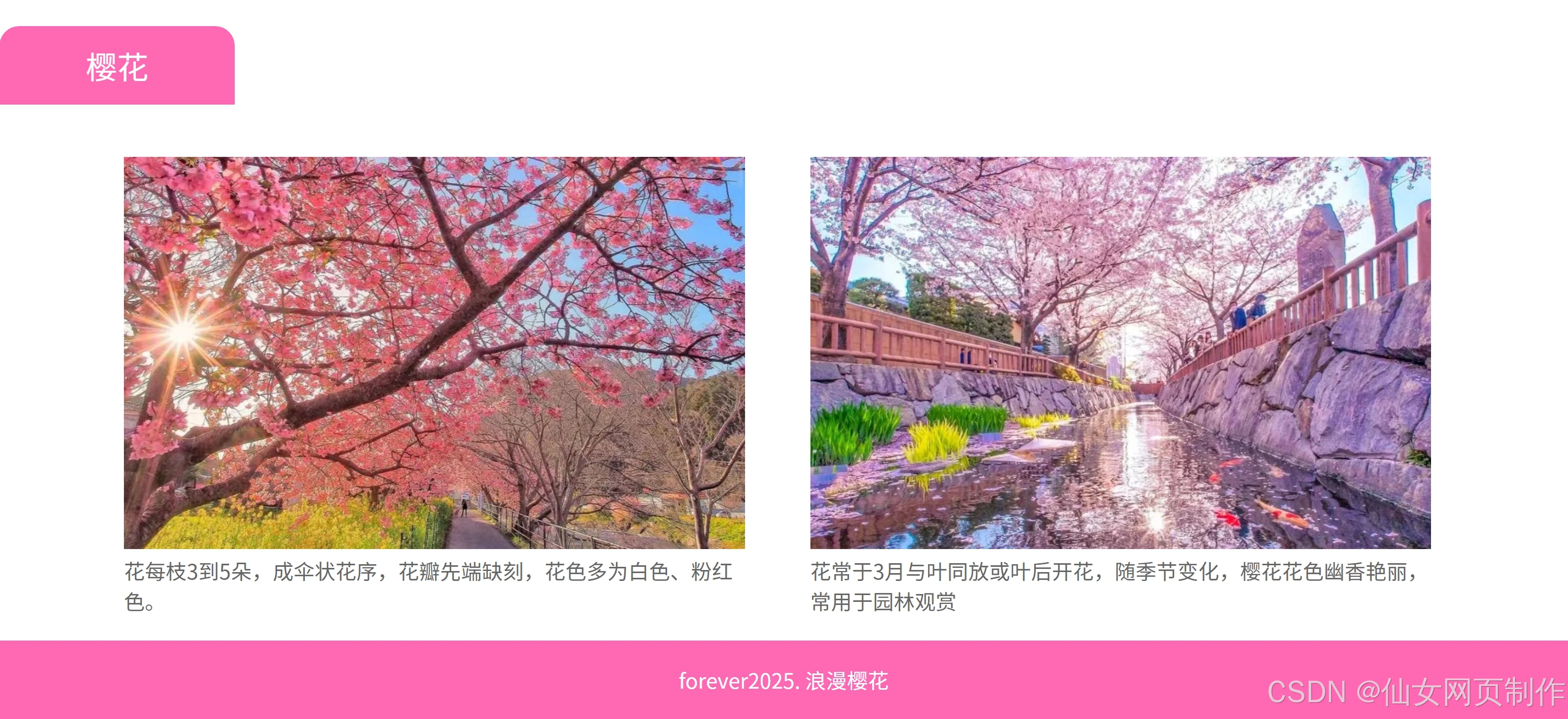 766 大学生html5期末大作业 ―【粉红色浪漫樱花网页1页】 Web前端网页制作 Html5css3html5css3浪漫樱花 Csdn博客