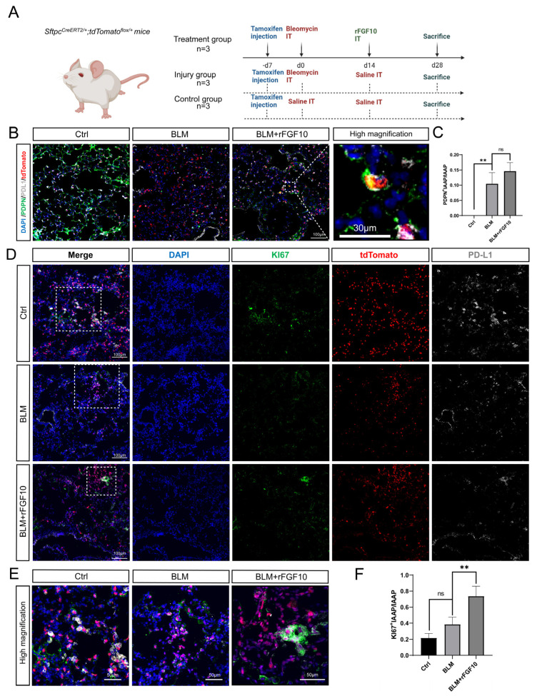 AbMole小课堂丨重组FGF-10（KGF-2）在类器官构建、干细胞命运调控与动物模型中的应用-CSDN博客