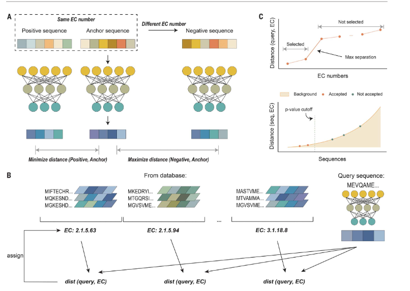 CLEAN（Enzyme function prediction using contrastive learning2023）_酶功能注释 ...