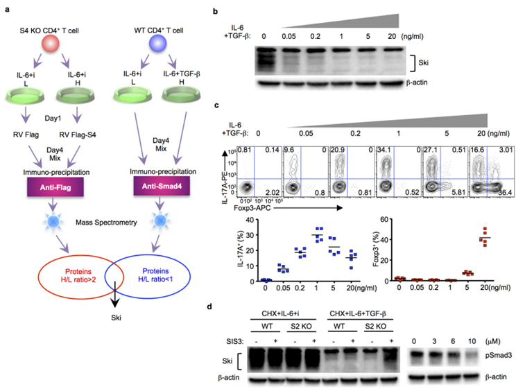 《Nature》|揭秘TH17细胞分化“开关”：ChIP-seq 技术破解基因调控密码_th17 cell differentiation ...