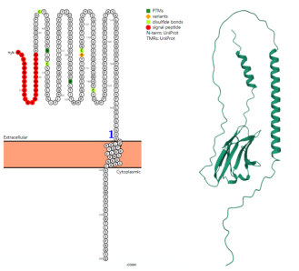 细胞免疫疗法靶标CD7_t细胞介导的自身免疫病 cd7-CSDN博客