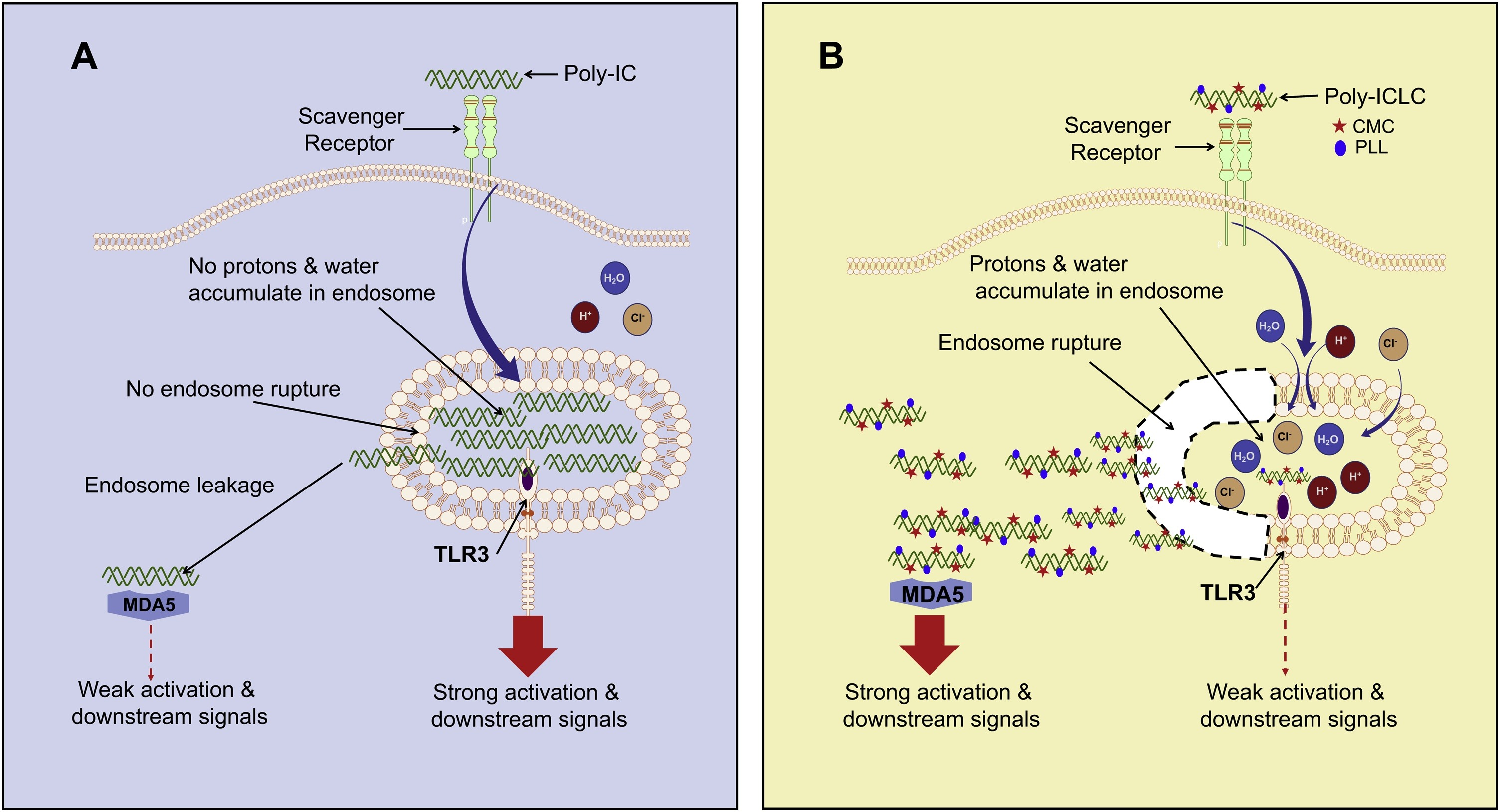 AbMole小讲堂丨Poly I:C (聚胞苷酸)：一种dsRNA模拟物，在肿瘤免疫、疫苗佐剂与抗病毒研究中的应用-CSDN博客
