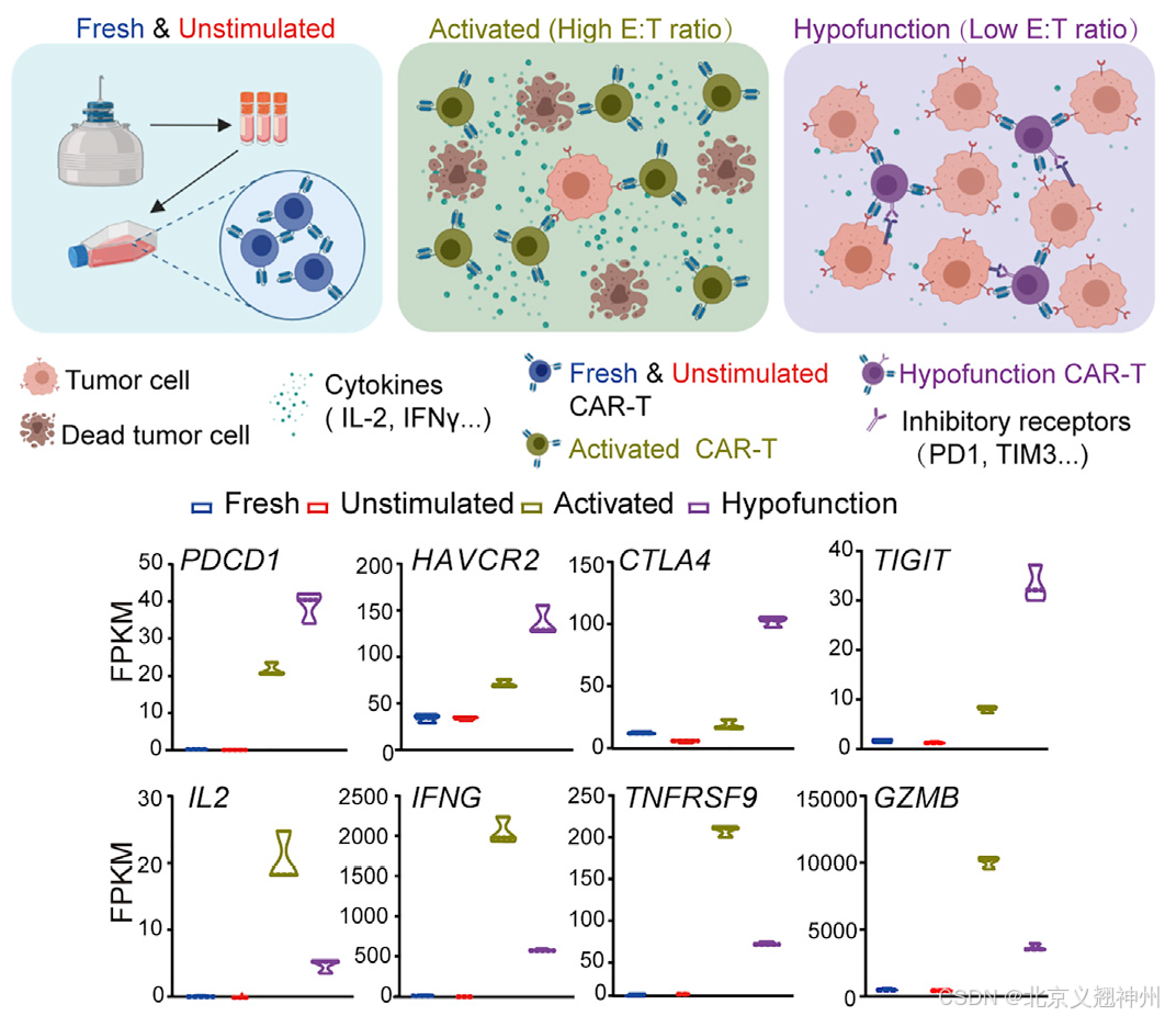 Cancer Cell（IF＞38）| BATF敲除可提高CAR-T细胞抗肿瘤活性_batf t细胞-CSDN博客