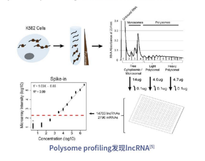 polysome profiling（多聚核糖体图谱分析）——解析翻译调控机制的金标准-CSDN博客