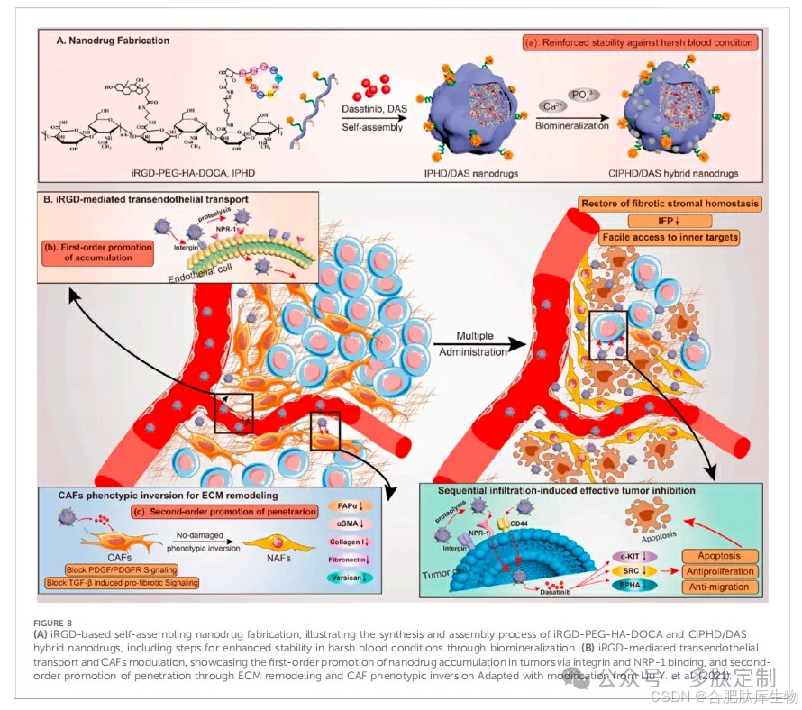 基于RGD的自组装纳米药物改善肿瘤治疗_rgd靶向肿瘤细胞-CSDN博客