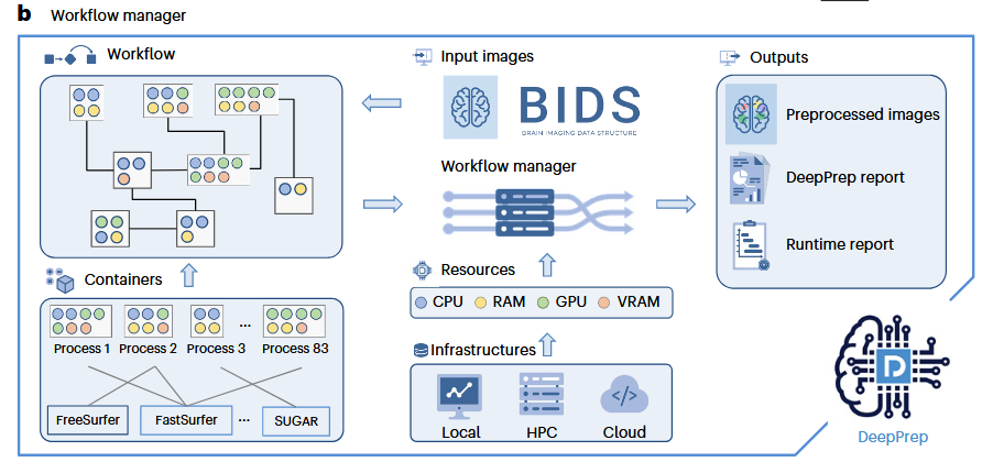 【DeepPrep从入门到入土】第一章 简介与安装(MRI数据预处理,Freesurfer,FSL,AFNI,spm）-CSDN博客