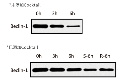 AbMole蛋白酶抑制剂Cocktail：让WB实验赢在起跑线上-CSDN博客